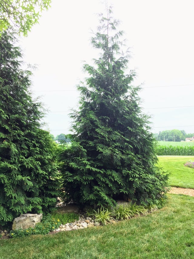 Deeply Rooted Landscapes